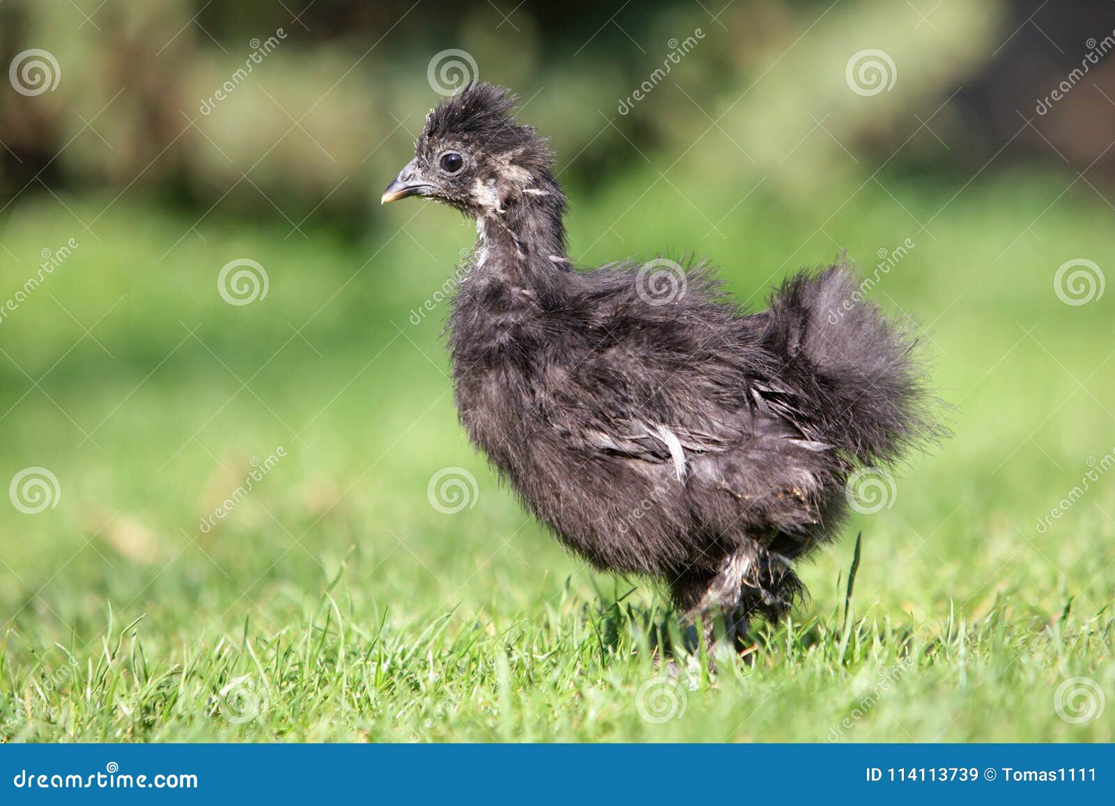 Black Silky Chicken in Bio Farm Stock Image - Image of farming, funny ...