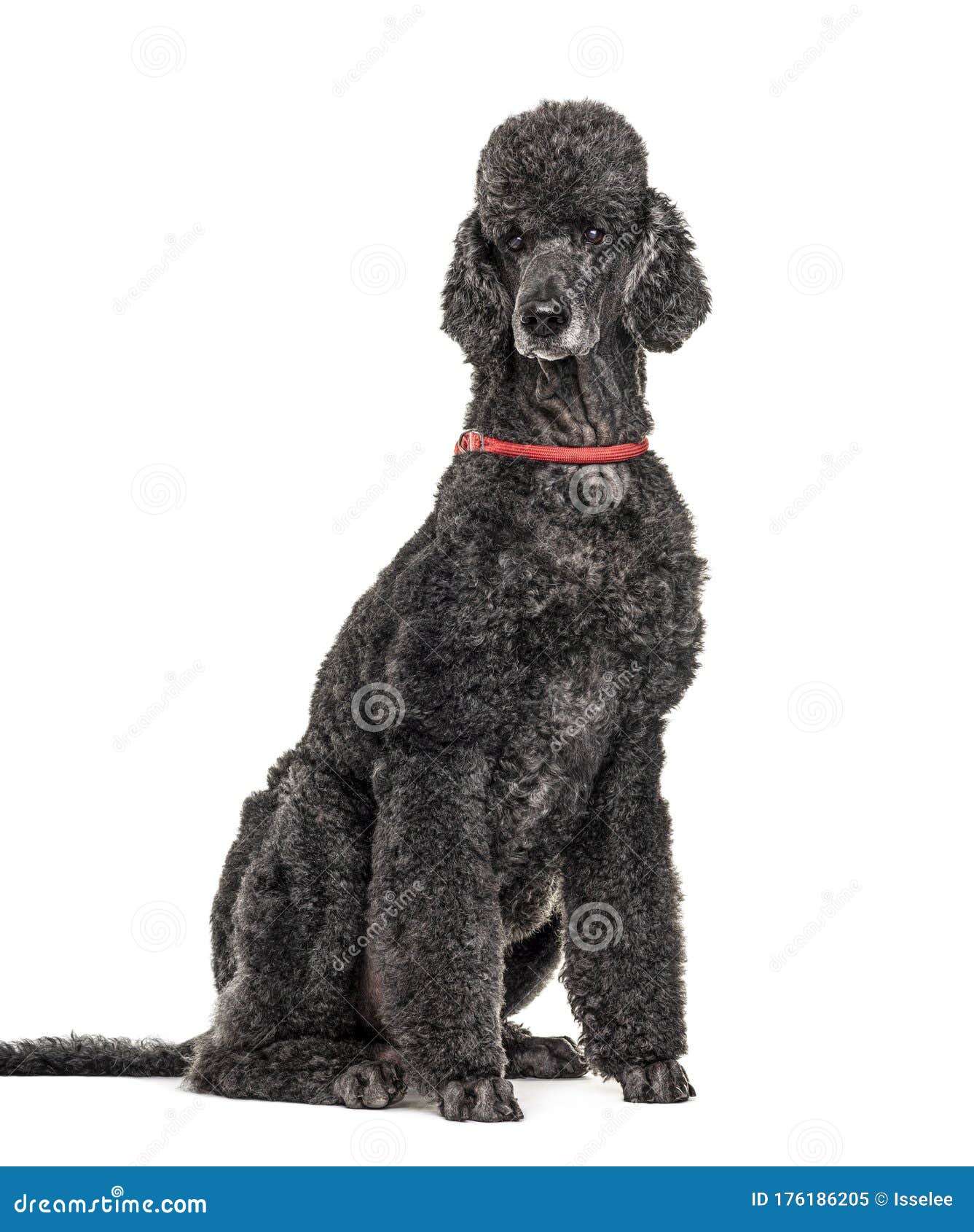 Black Sitting Poodle, Isolated Stock Image - Image of poodle, sitting ...