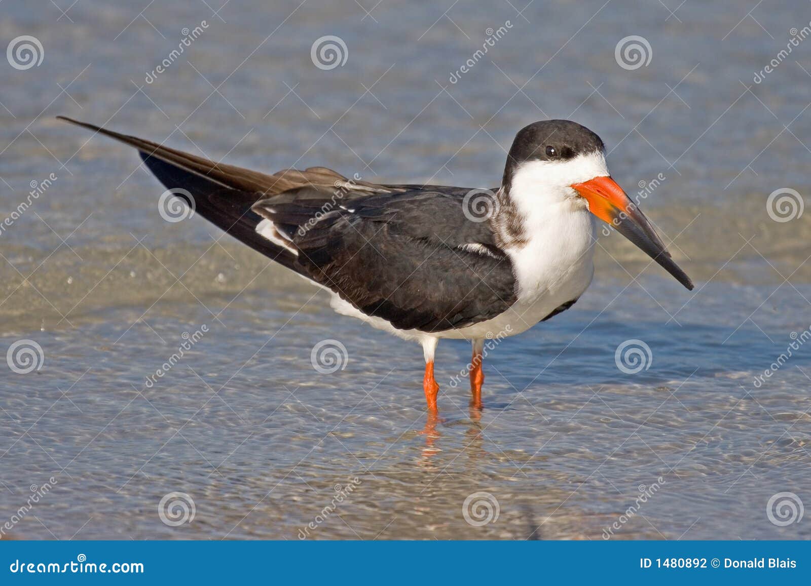 Black Skimmer stock photo. Image of flying, ocean, feathers - 1480892