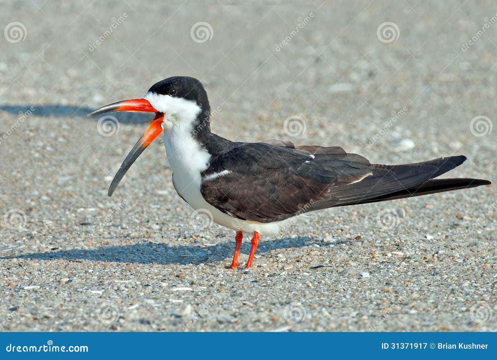 Black Skimmer on Beach stock image. Image of shadow, avian - 31371917