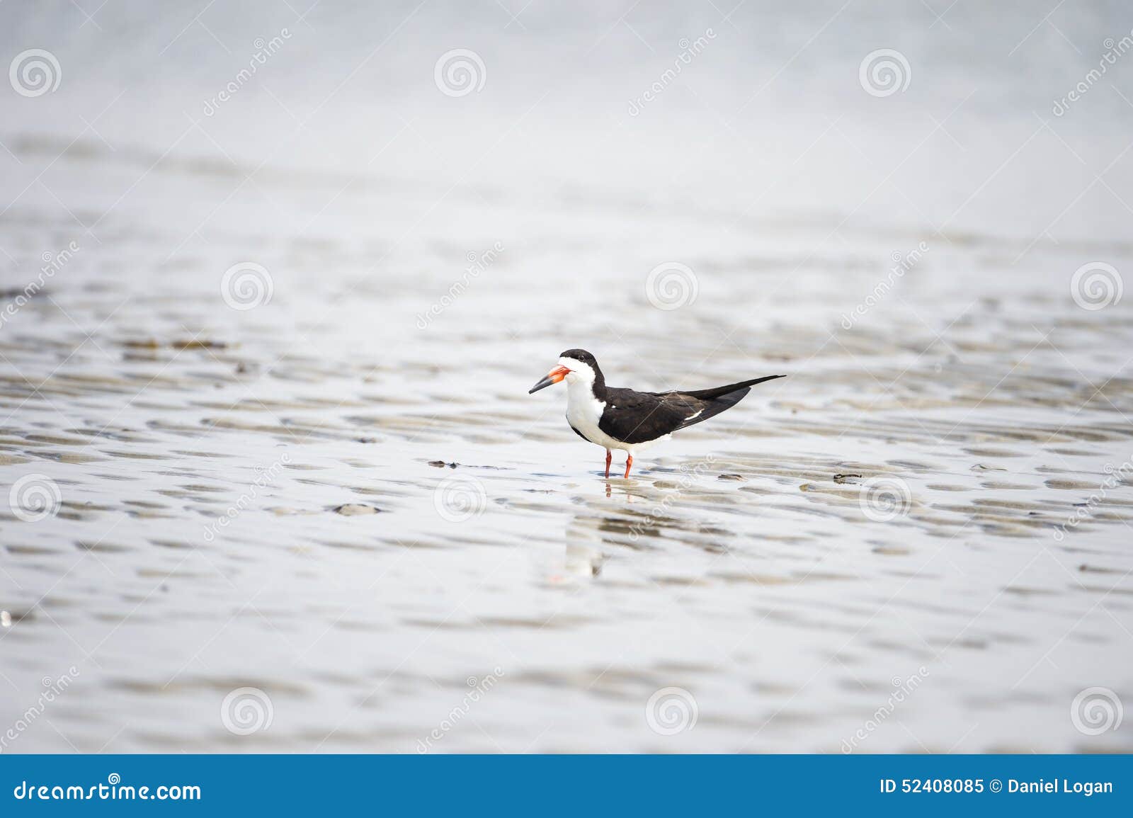 Black Skimmer on beach stock image. Image of shore, massachusetts ...