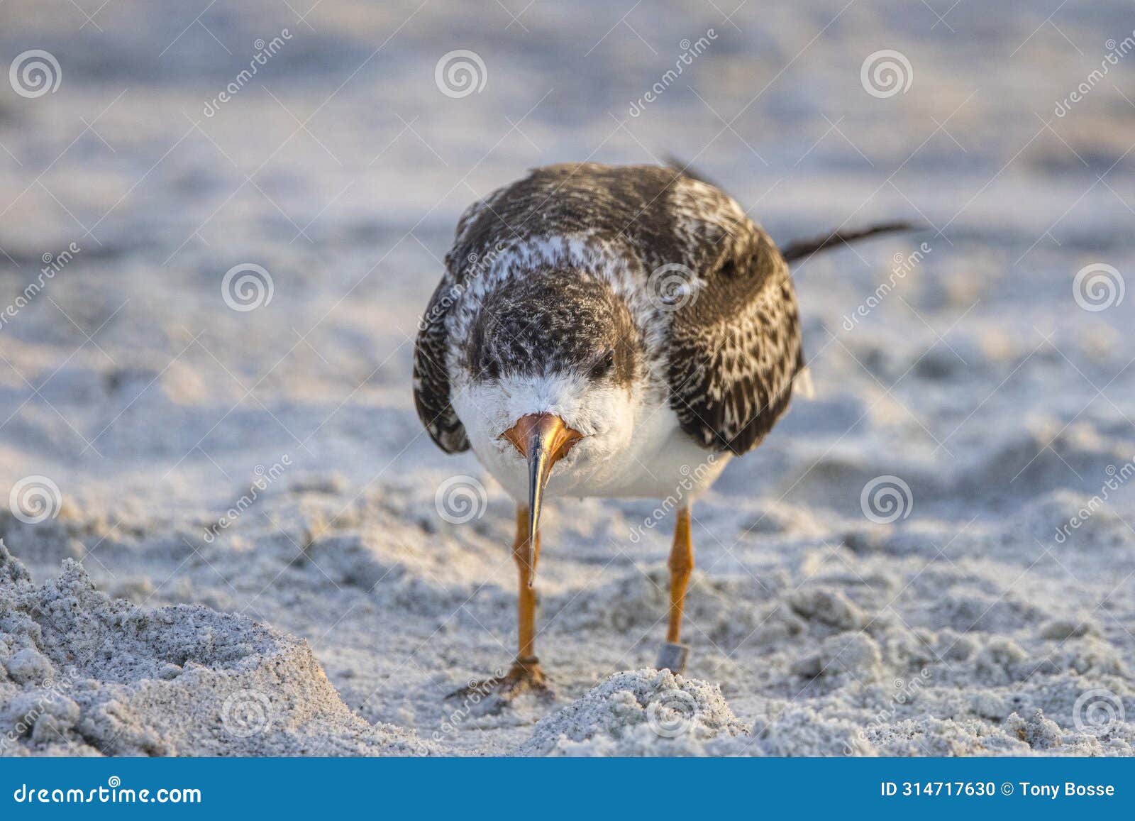 Black Skimmer Female, Closeup Stock Photo - Image of skimmer, fauna ...