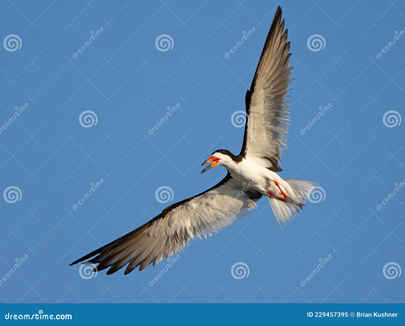 Black Skimmer in Flight Wings Expanded Stock Image - Image of wing ...