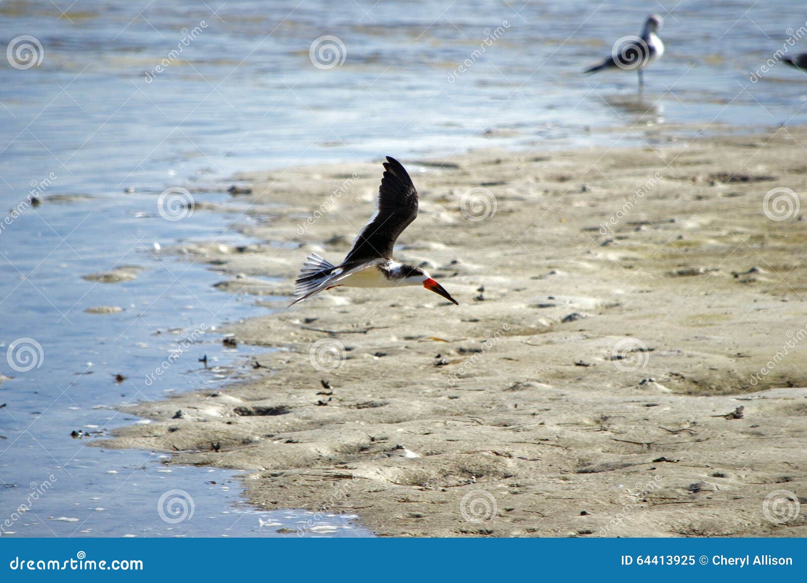 Black Skimmer Flying Above the Sand Stock Image - Image of beach ...