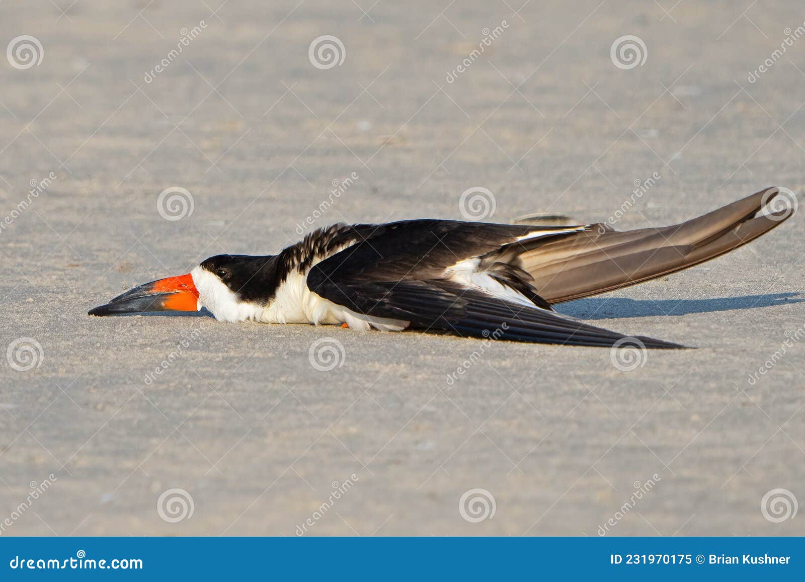 Black Skimmer Resting on the Beach Stock Image - Image of wing, animals ...