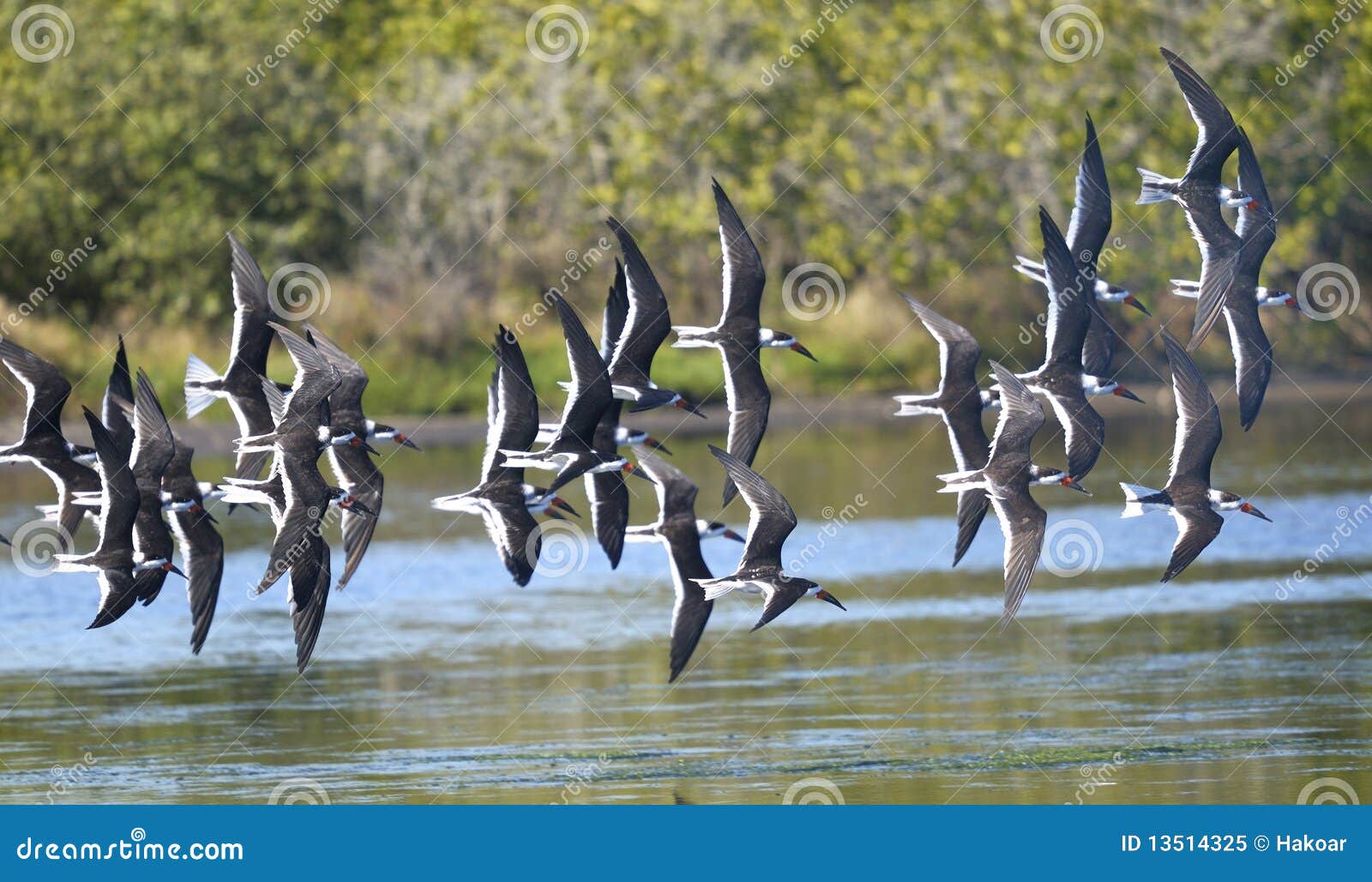 Black Skimmer, Rynchops Niger Stock Image - Image of feather, bird ...