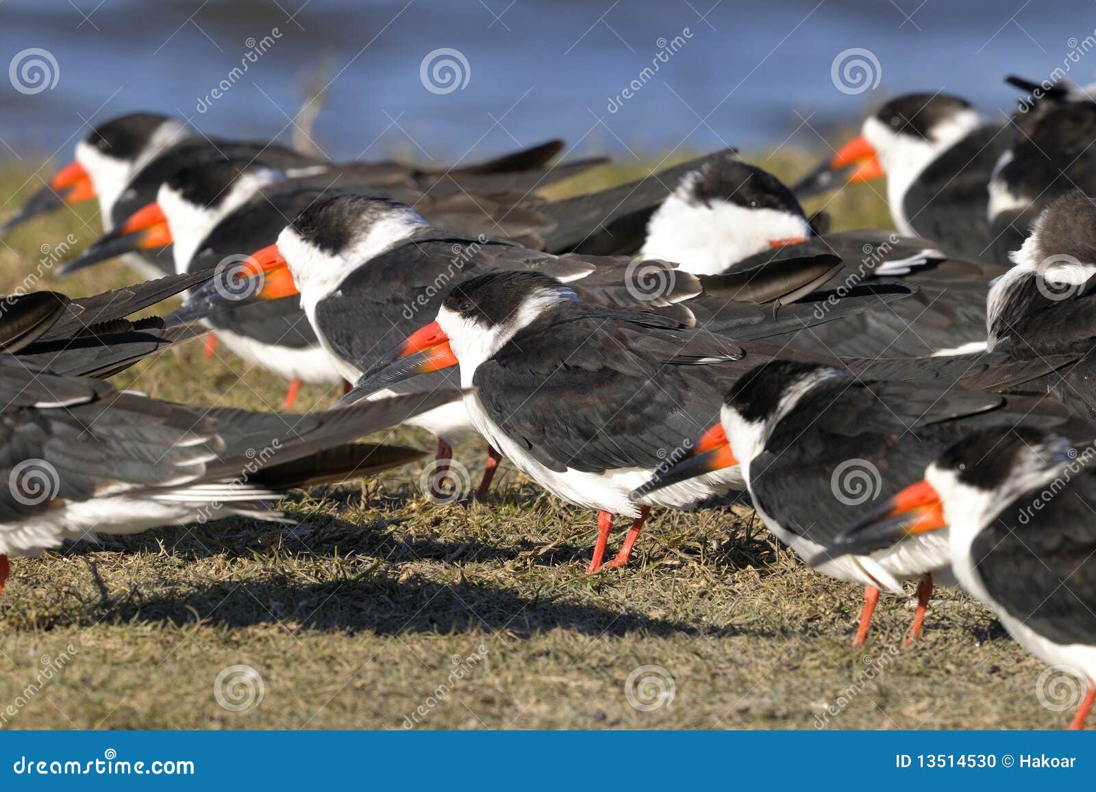 Black Skimmer, Rynchops Niger Stock Photo - Image of eyes, close: 13514530