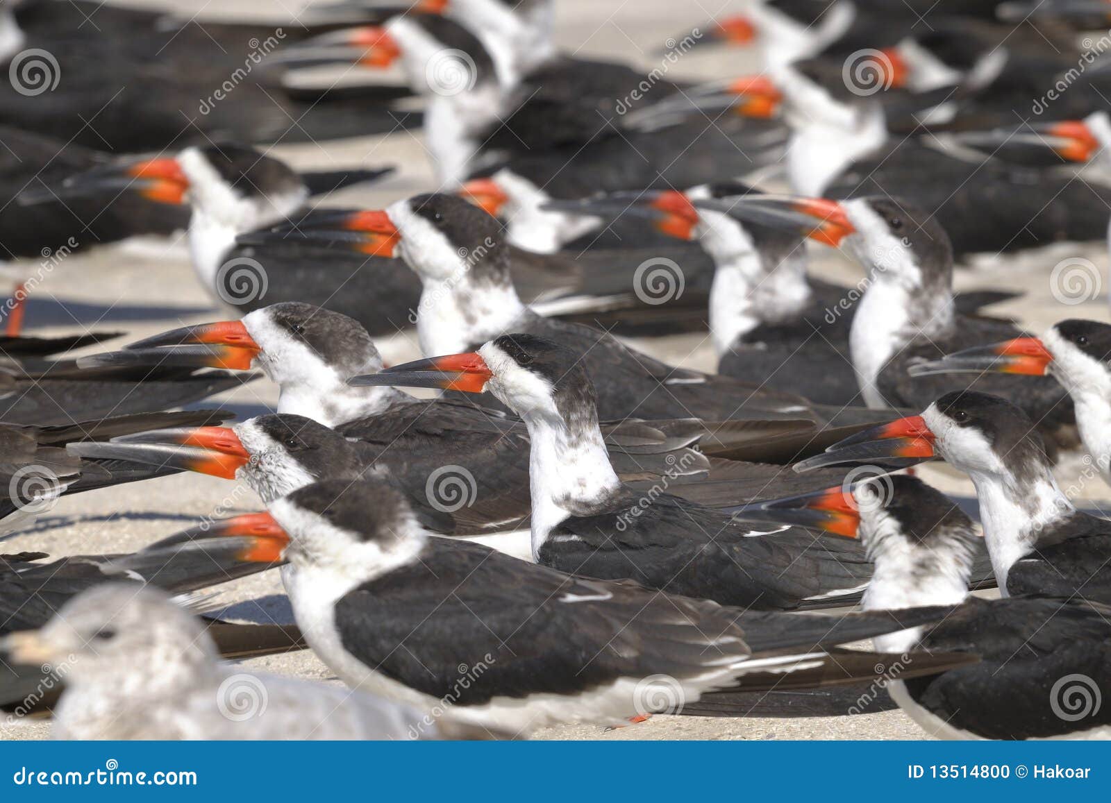 Black Skimmer, Rynchops Niger Stock Photo - Image of bill, beautiful ...