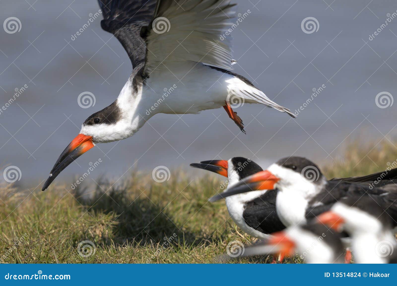 Black Skimmer, Rynchops Niger Stock Photo - Image of nature, gill: 13514824