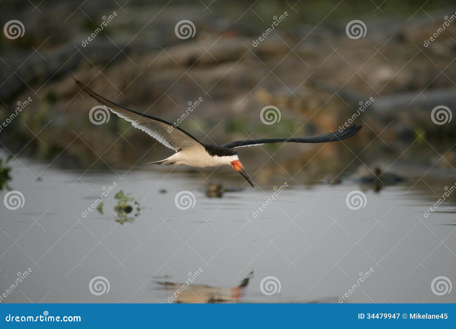 Black Skimmer, Rynchops Niger Stock Image - Image of bird, shorebird ...