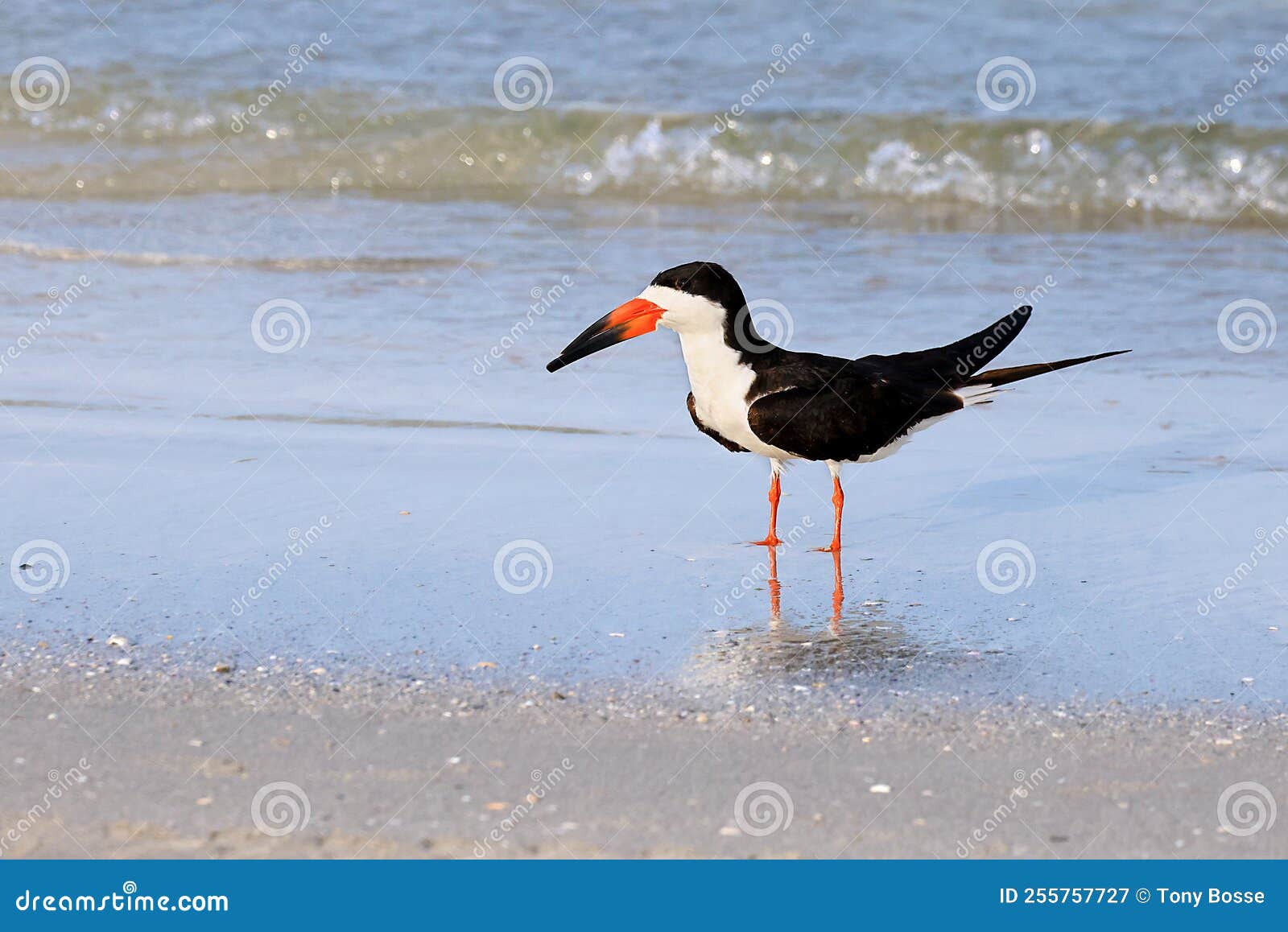 Black Skimmer by the Surf stock image. Image of environment - 255757727