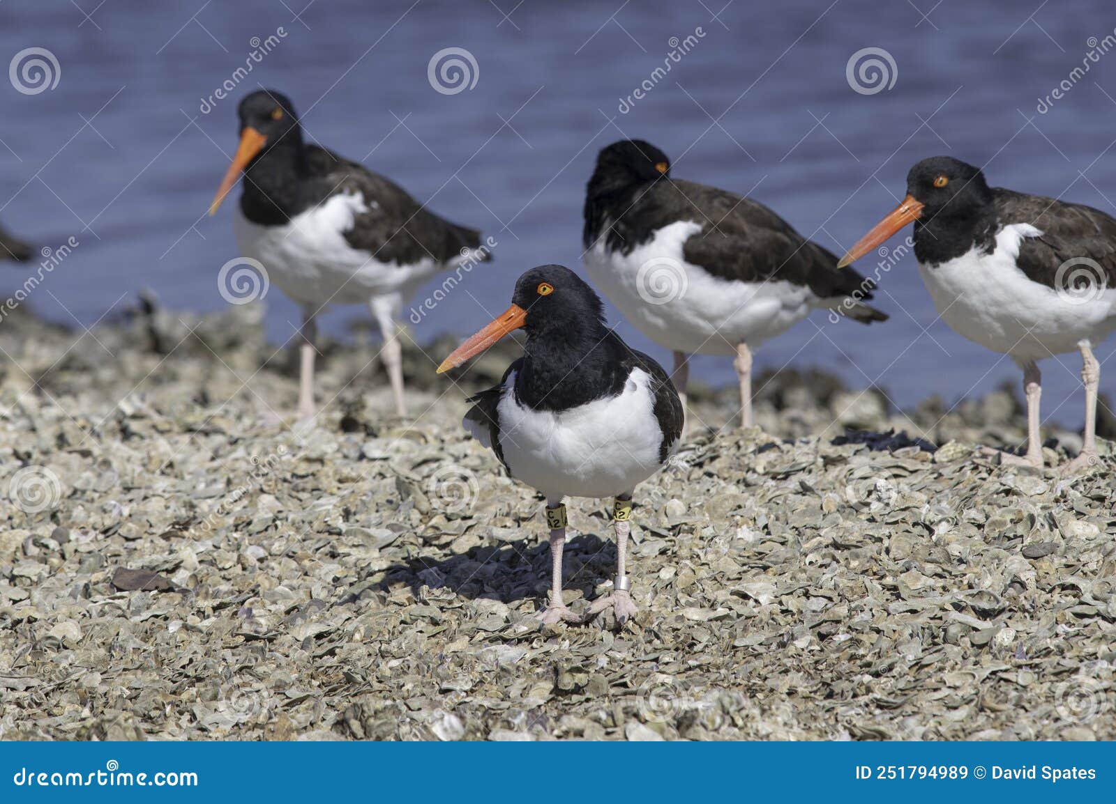 American Oystercatchers on Barnacle Bar Stock Image - Image of florida ...
