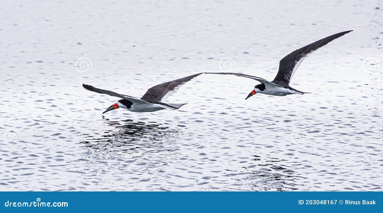 Black Skimmers stock image. Image of bird, couple, pond - 203048167 Black Skimmers stock image. Image of bird, couple, pond - 203048167