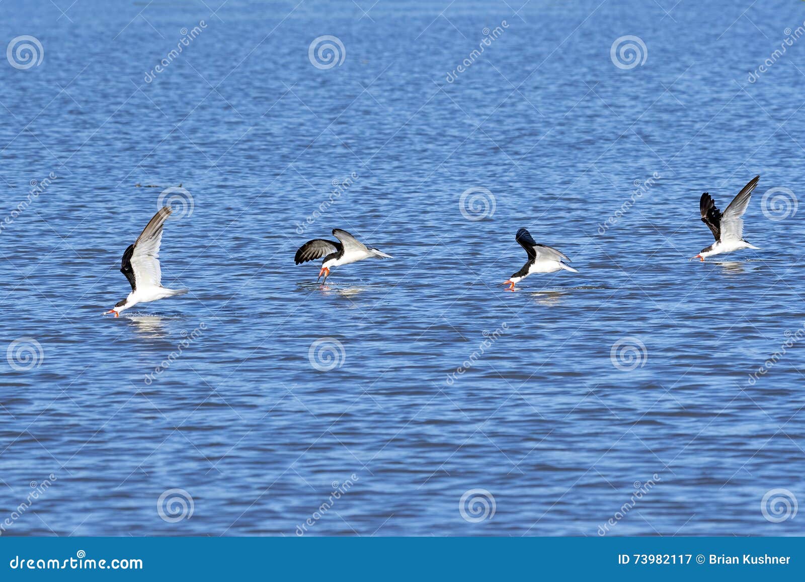 Black Skimmers stock image. Image of line, skimming, salt - 73982117