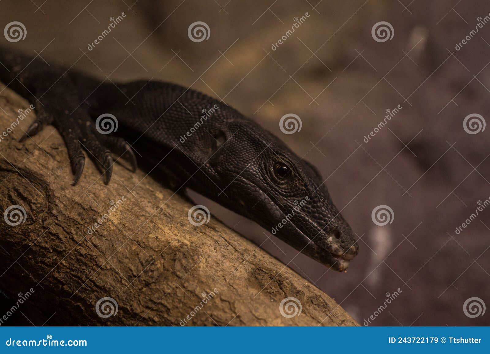 Black skink stock image. Image of face, land, head, beautiful - 243722179