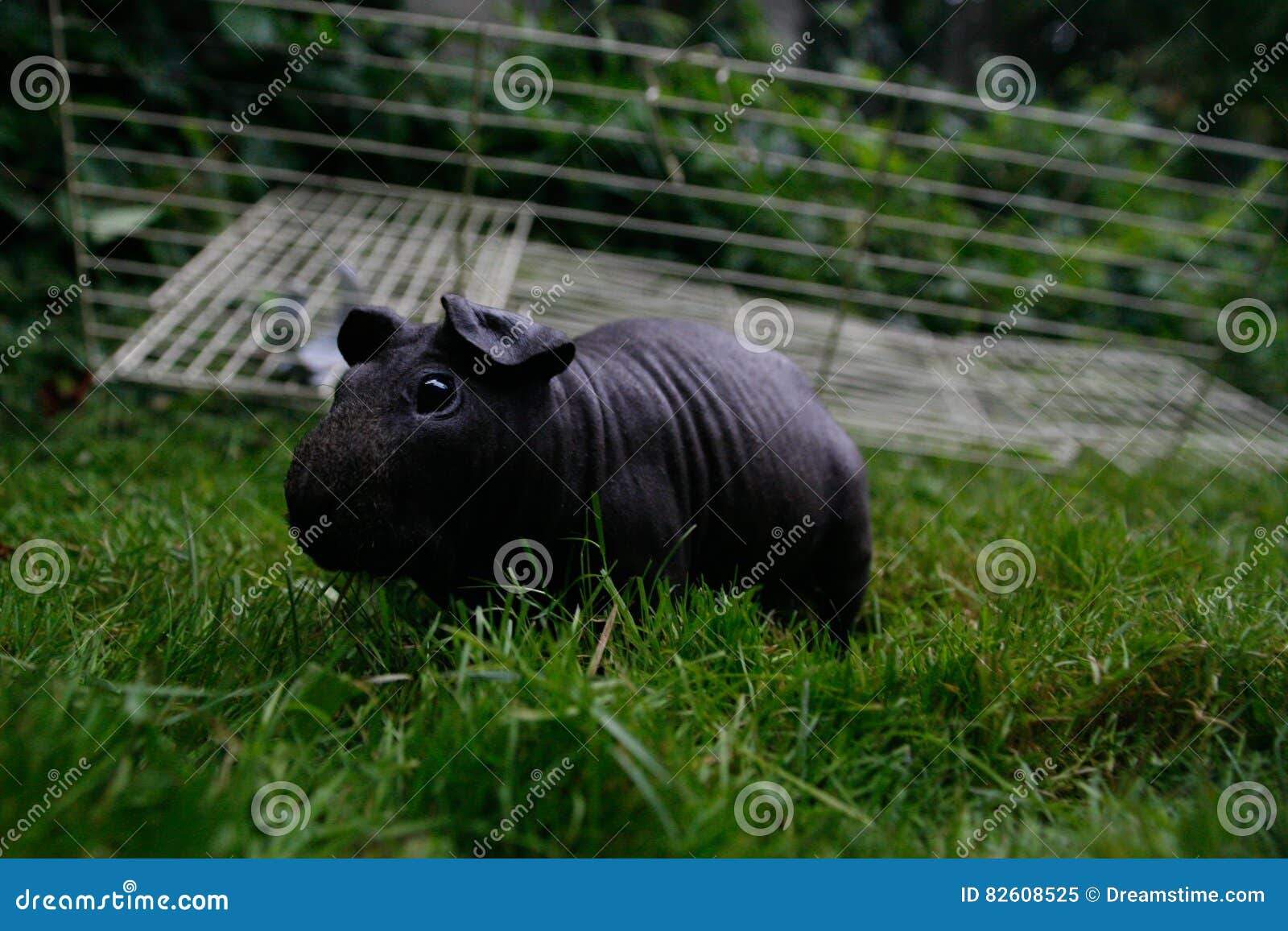 Black skinny pig stock image. Image of naked, hairless - 82608525