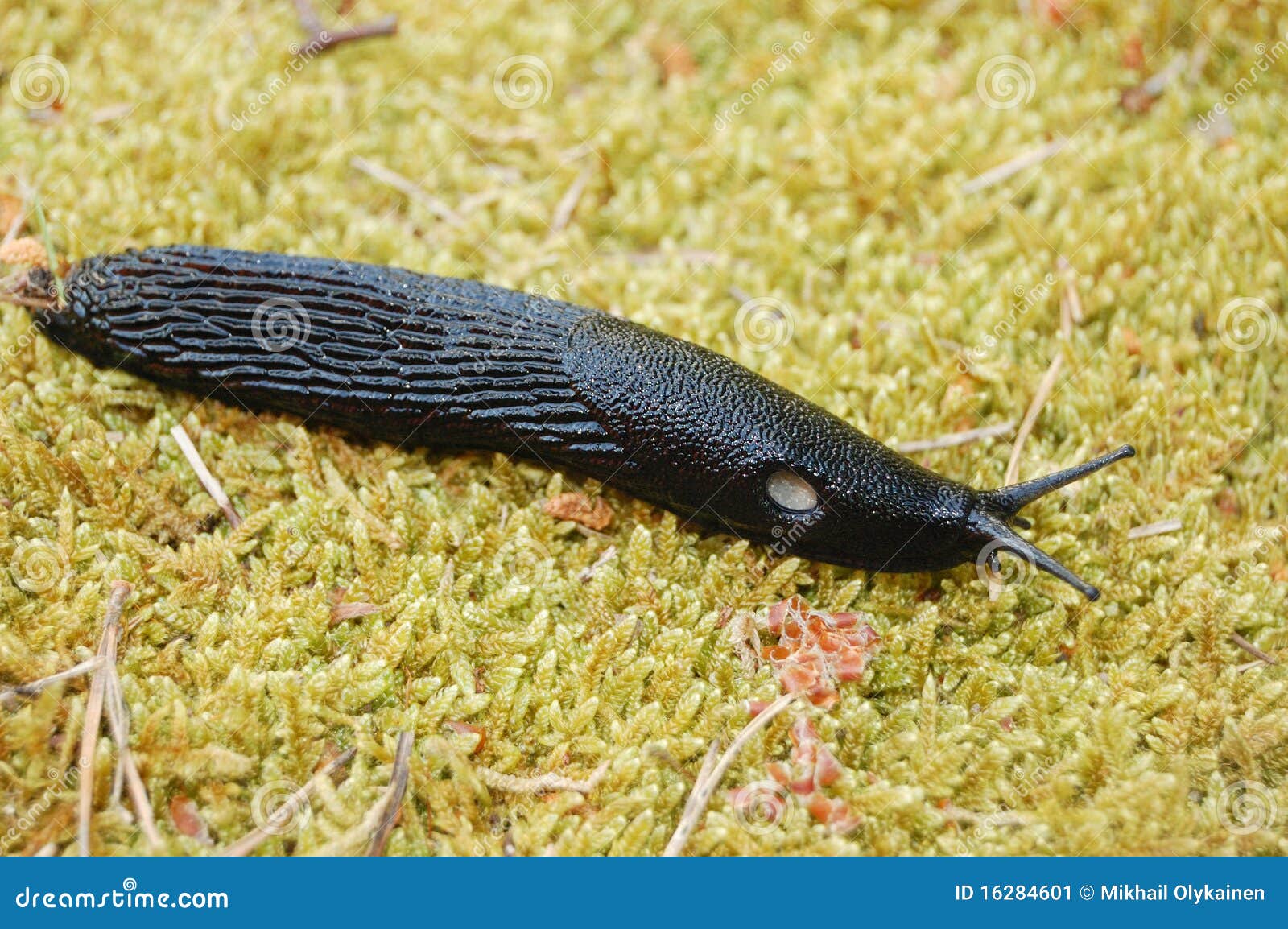 Big Black Slug On A Rock Stock Image | CartoonDealer.com #210790297
