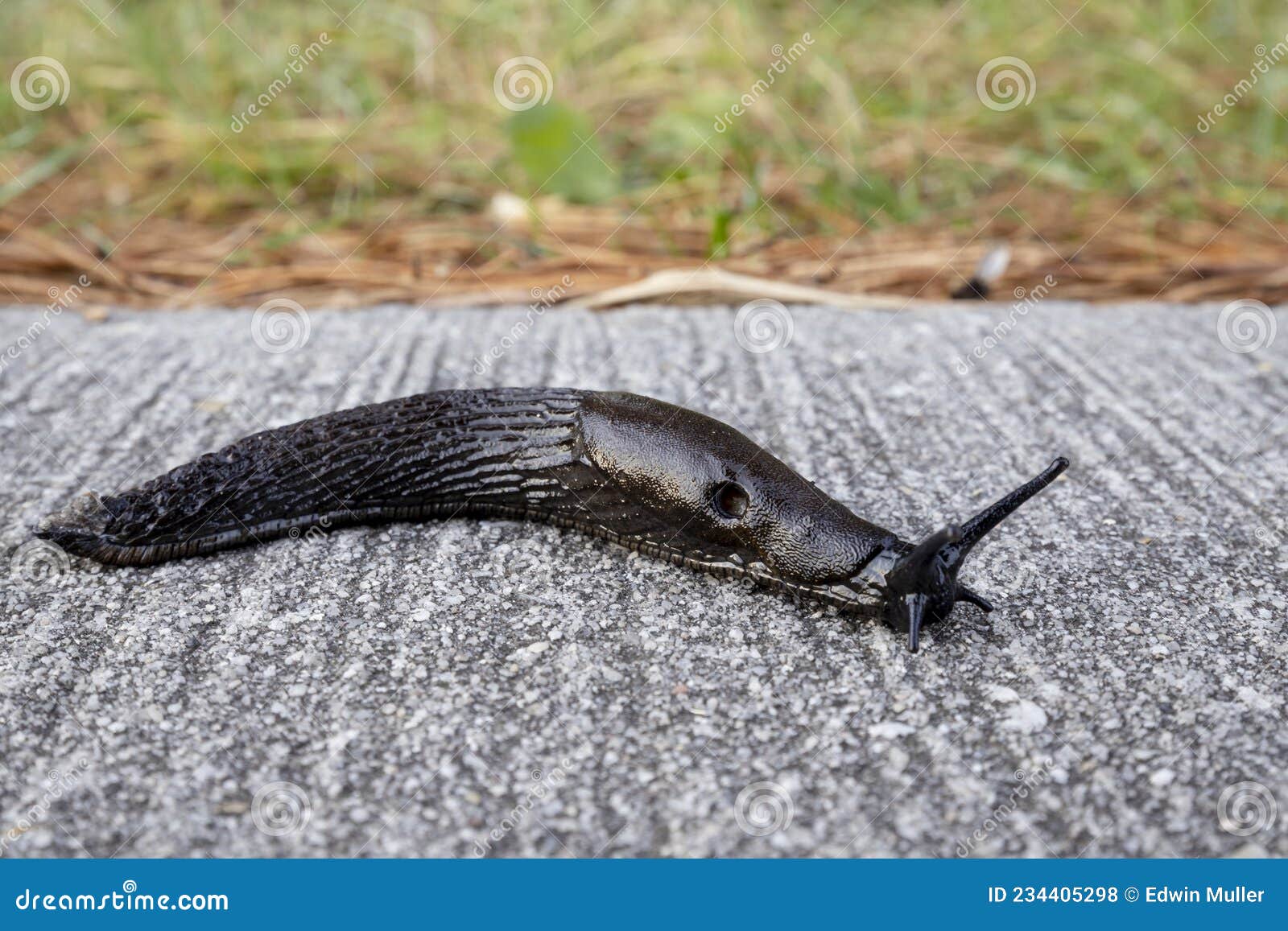 Big Black Slug On A Rock Stock Image | CartoonDealer.com #210790297