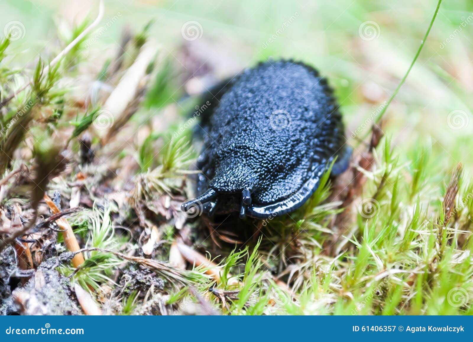 Black slug stock image. Image of forrest, slimy, slug - 61406357