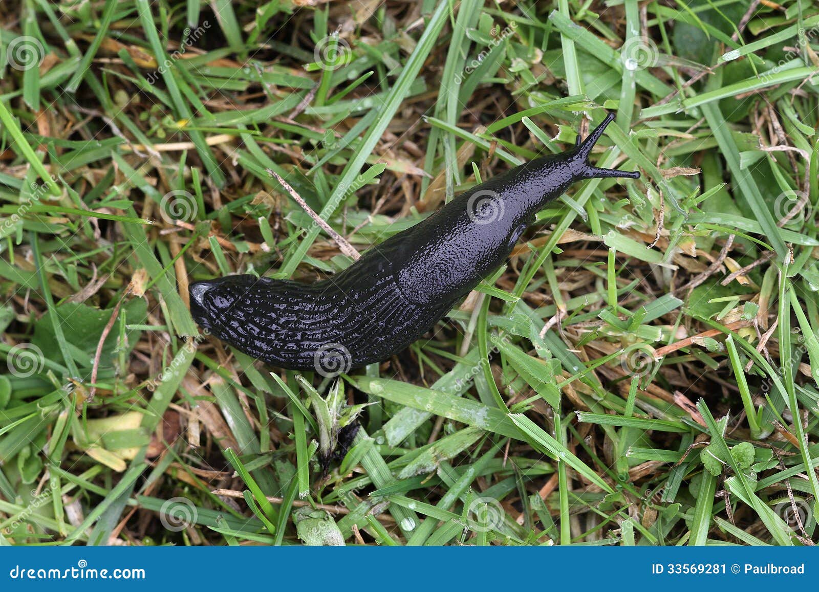 Big Black Slug On A Rock Stock Image | CartoonDealer.com #210790297