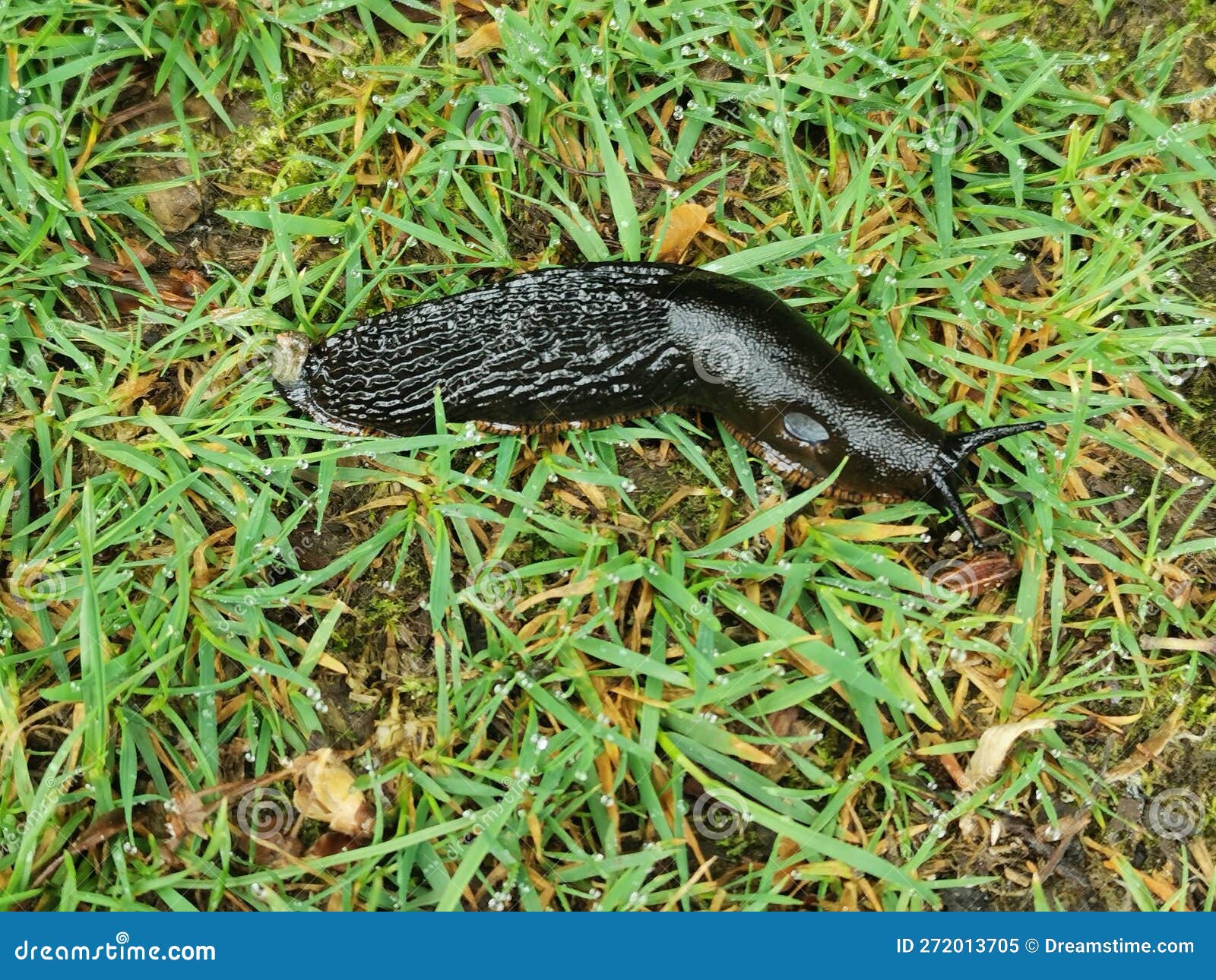 Big Black Slug On A Rock Stock Image | CartoonDealer.com #210790297