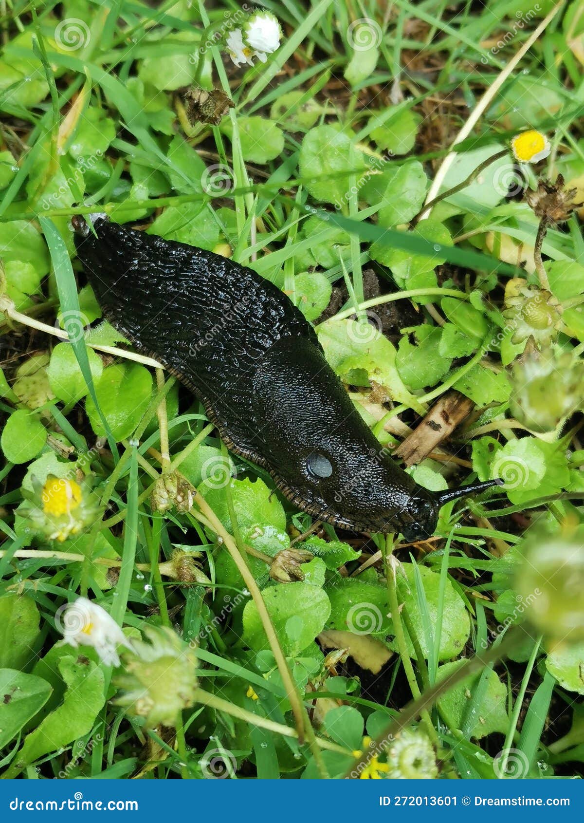 Black Slug on Green Plants stock image. Image of slug - 272013601