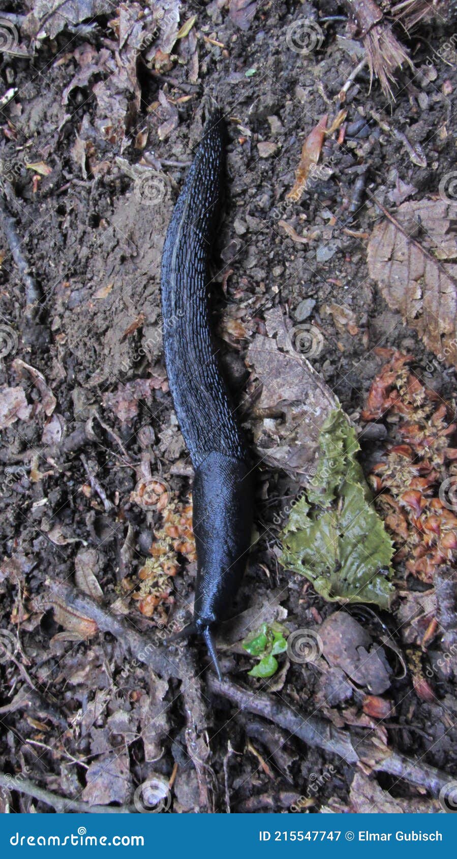 A black slug on the ground stock image. Image of creature - 215547747