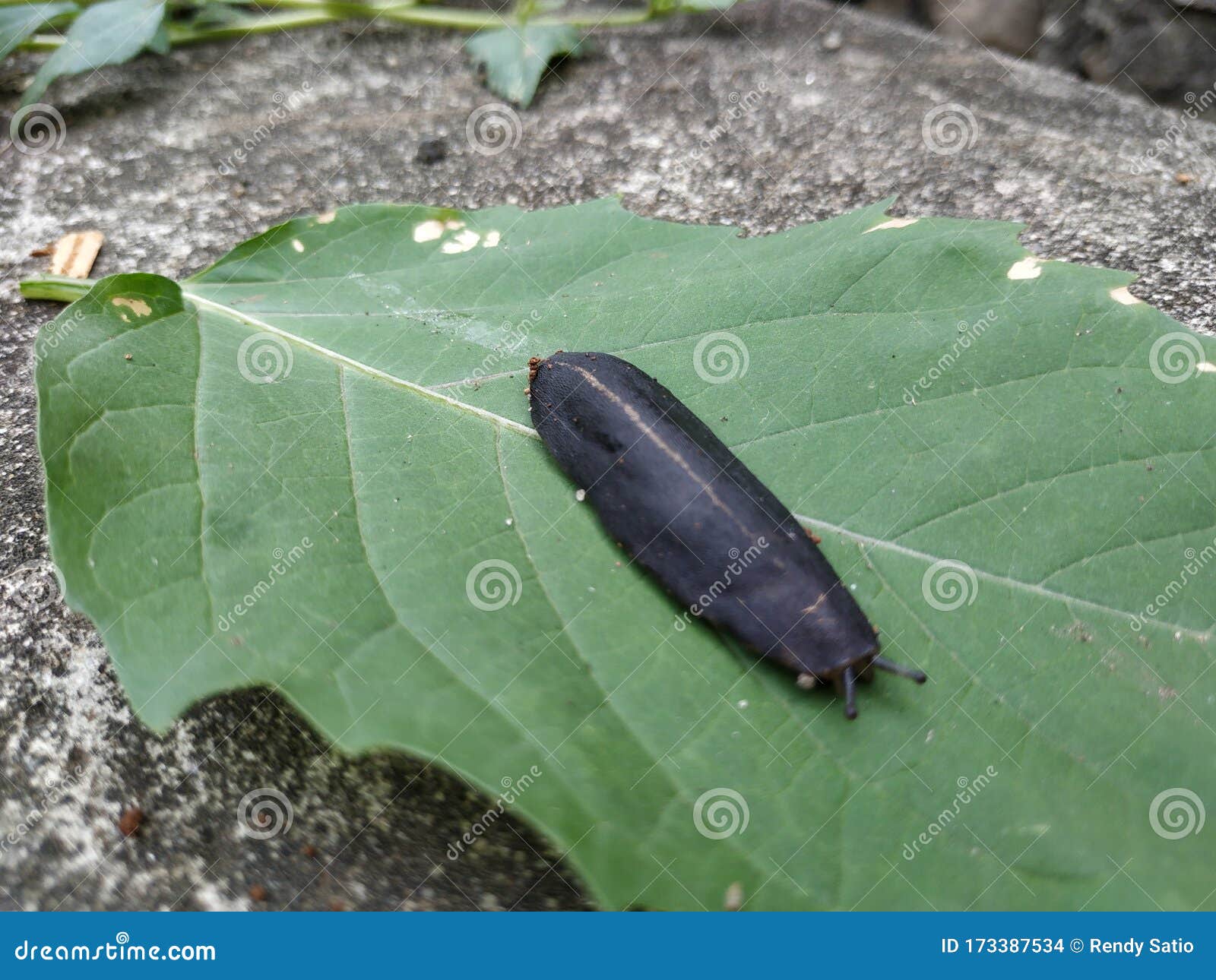 Slug On A Leaf Royalty-Free Stock Photography | CartoonDealer.com #19564691