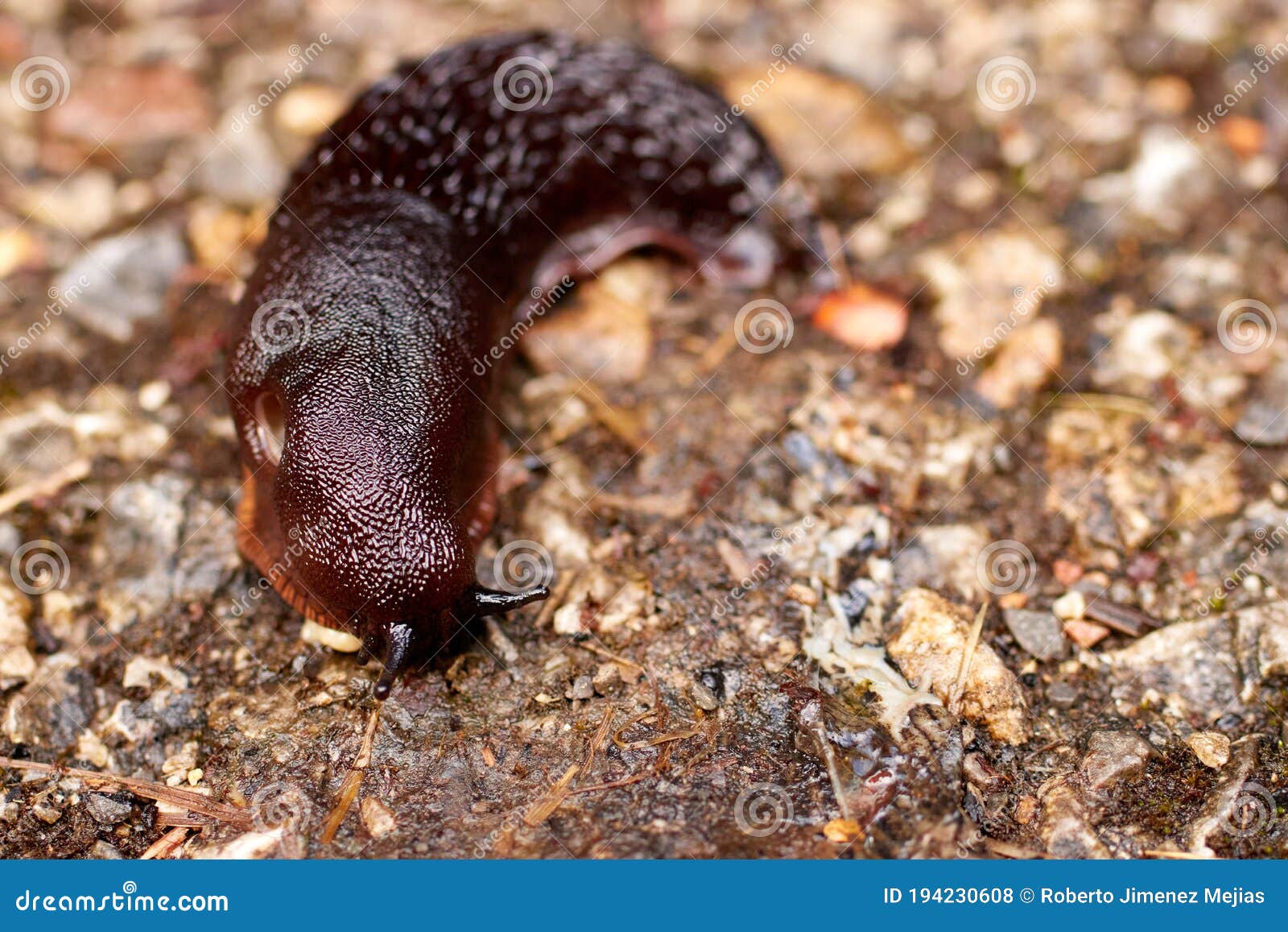 Big Black Slug On A Rock Stock Image | CartoonDealer.com #210790297