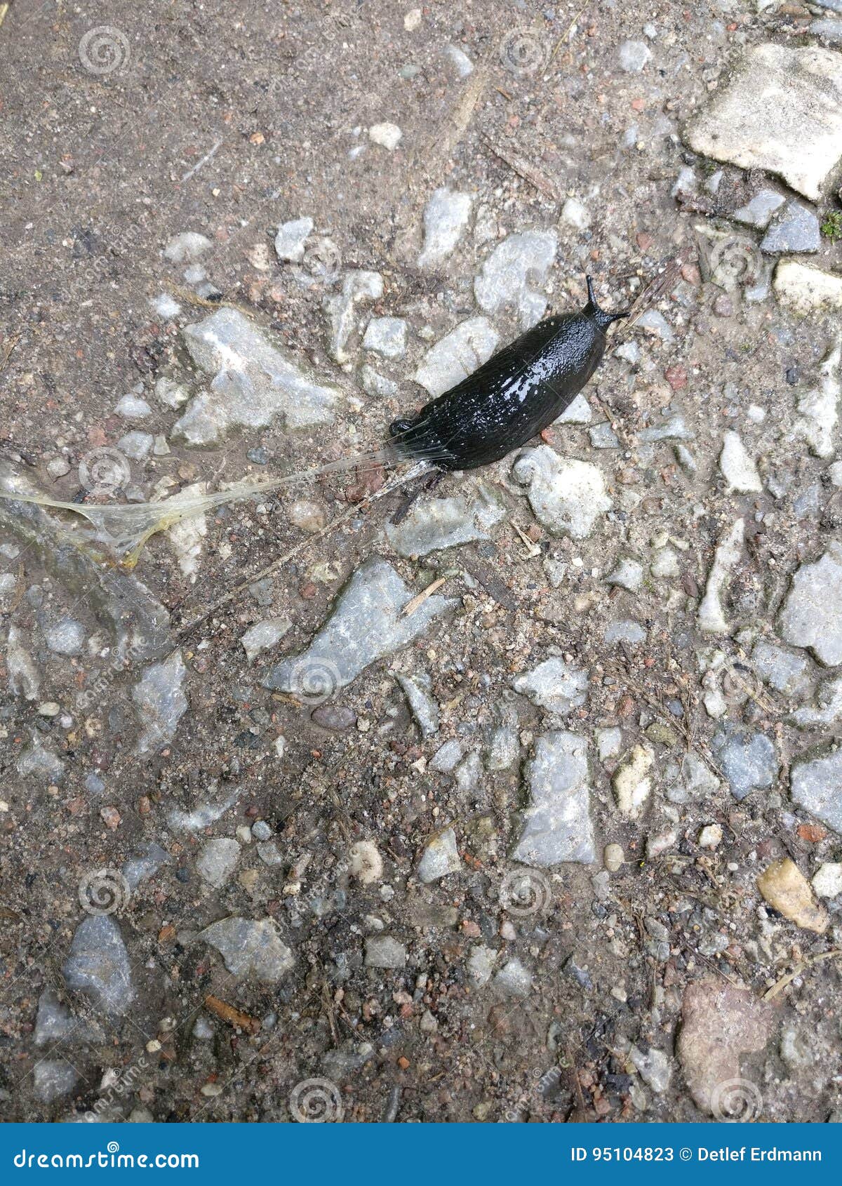 Black slug stock image. Image of round, garden, back - 95104823