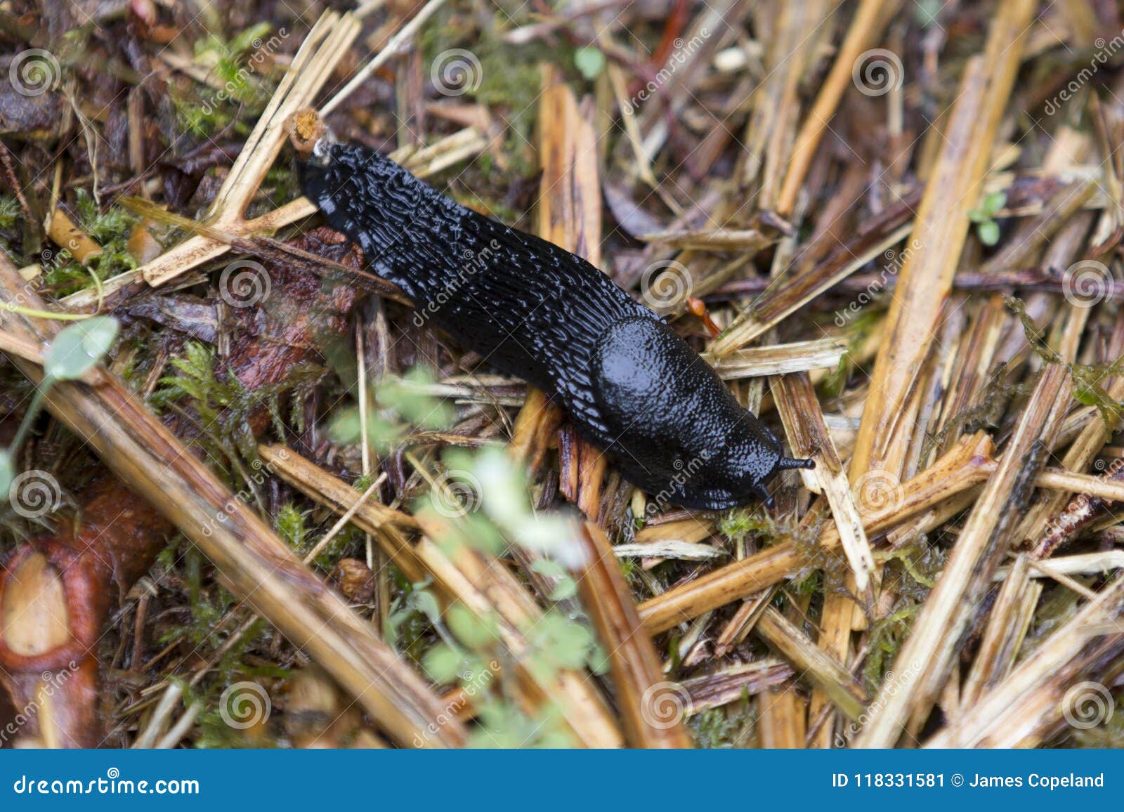 Big Black Slug On A Rock Stock Image | CartoonDealer.com #210790297