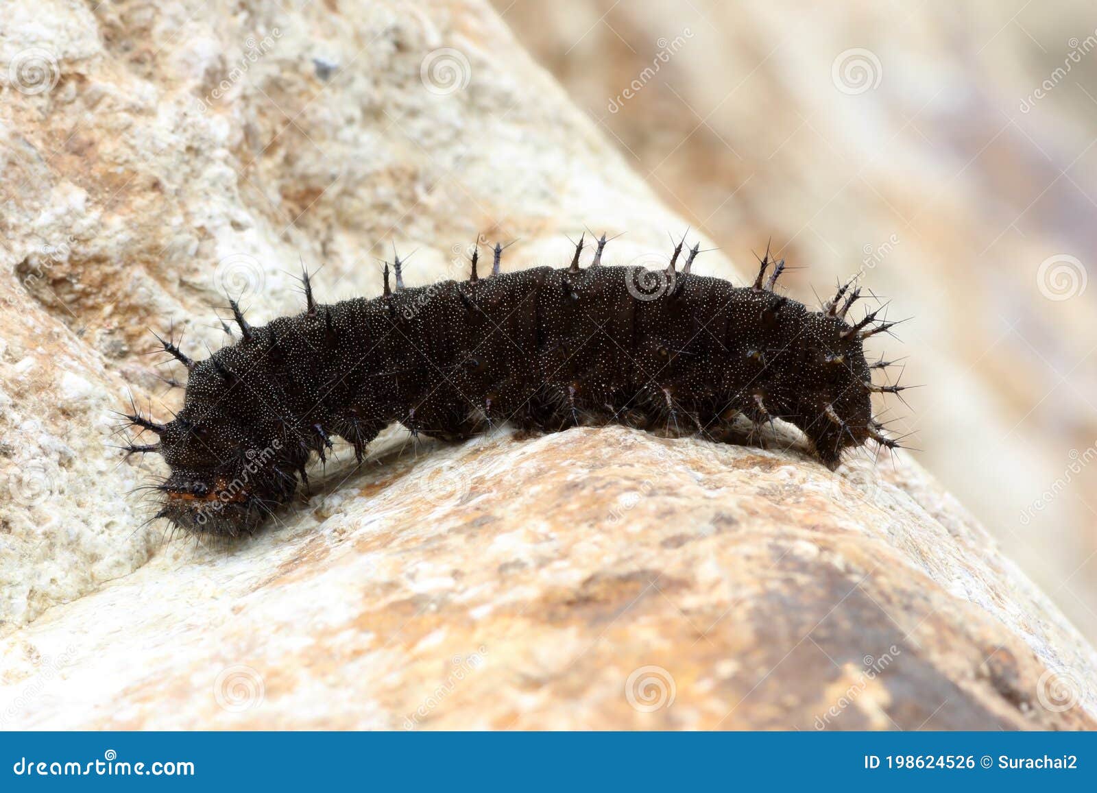 Black Slug Worm on Brown Stone Background Stock Photo - Image of insect ...