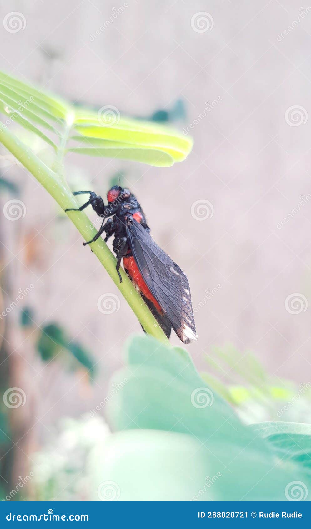 Black Small Beetle with Red on the Belly Stock Image - Image of black ...