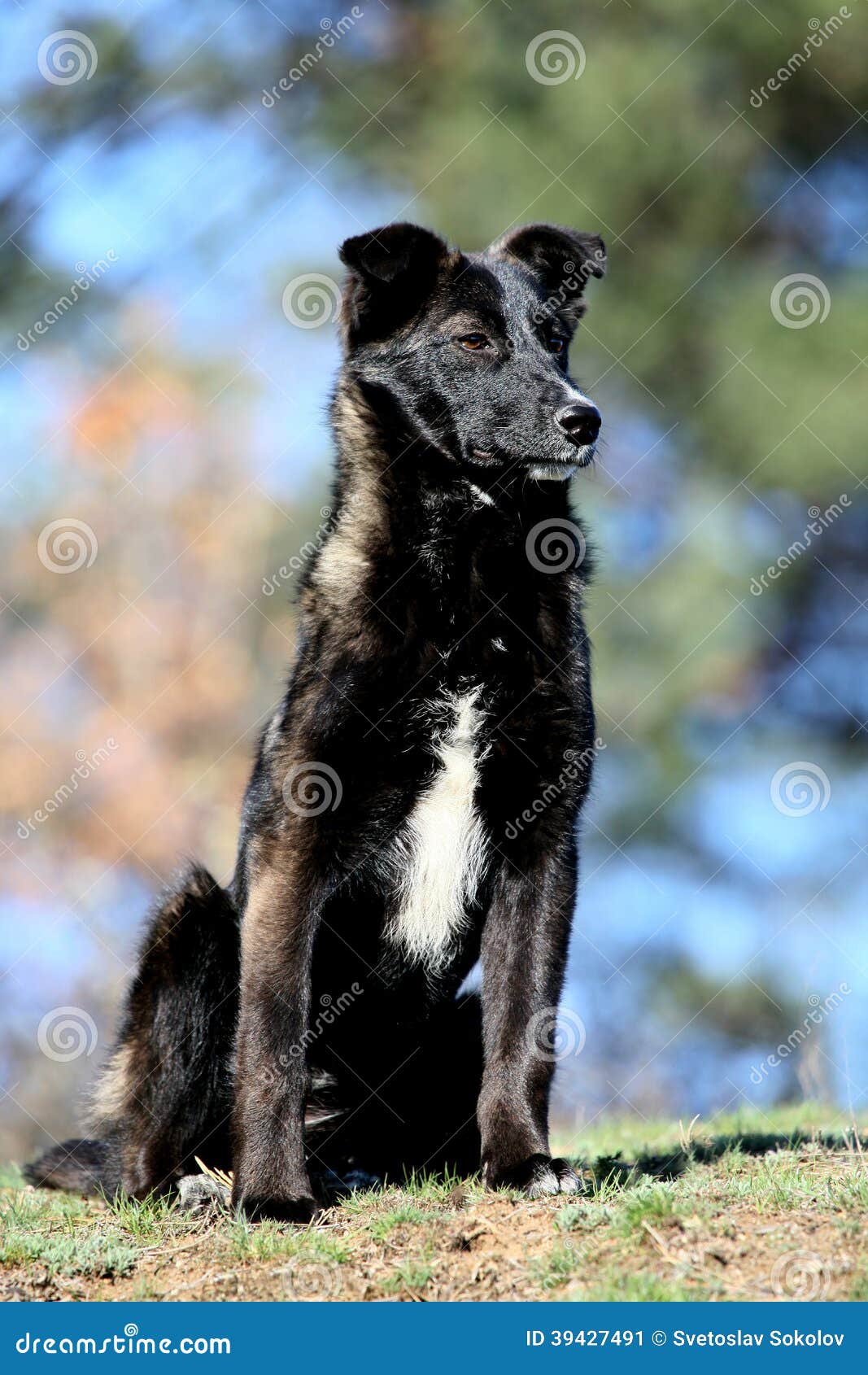 Black small dog stock image. Image of puppy, domestic - 39427491