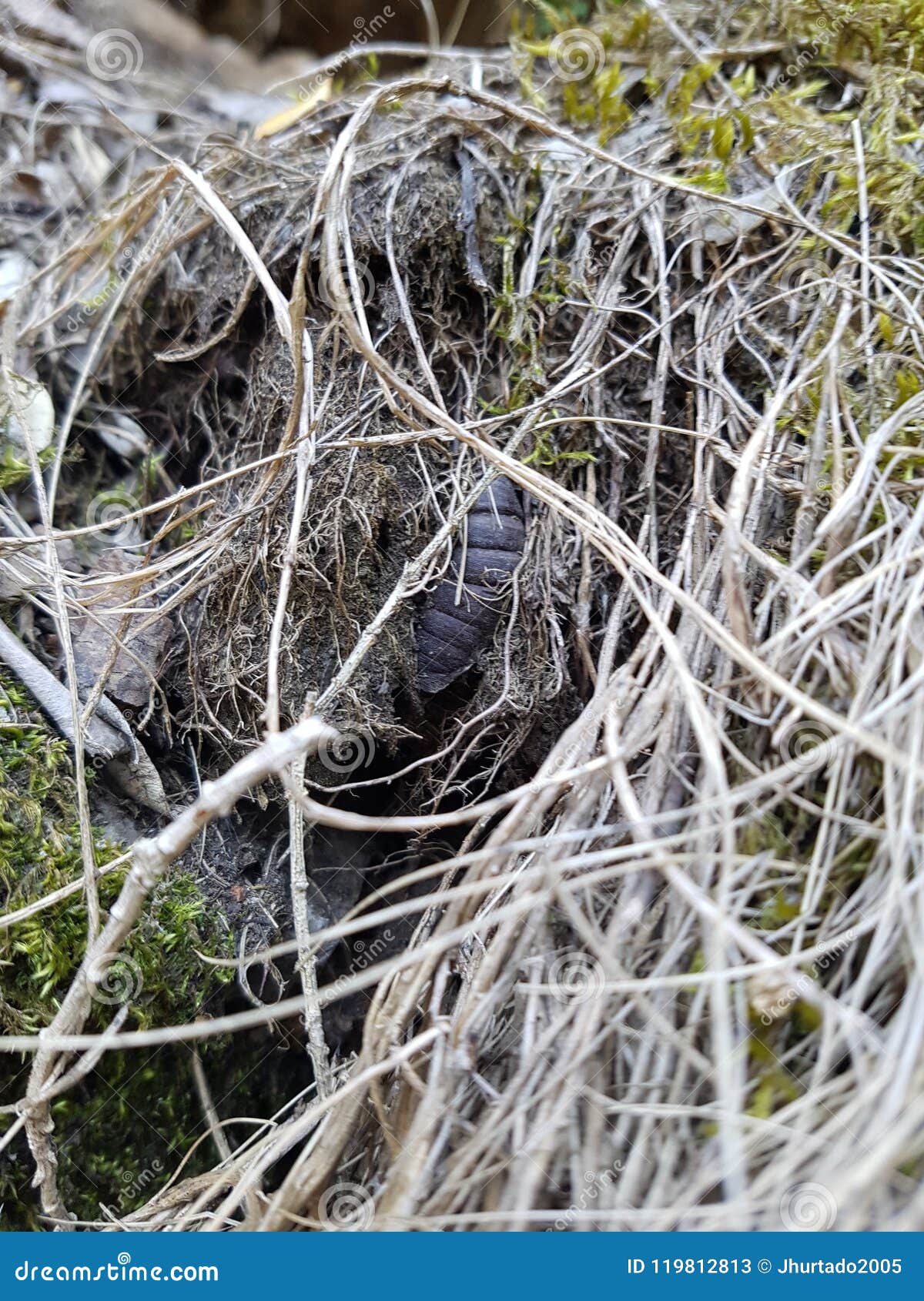 Small and black pupa stock image. Image of small, pupa - 119812813