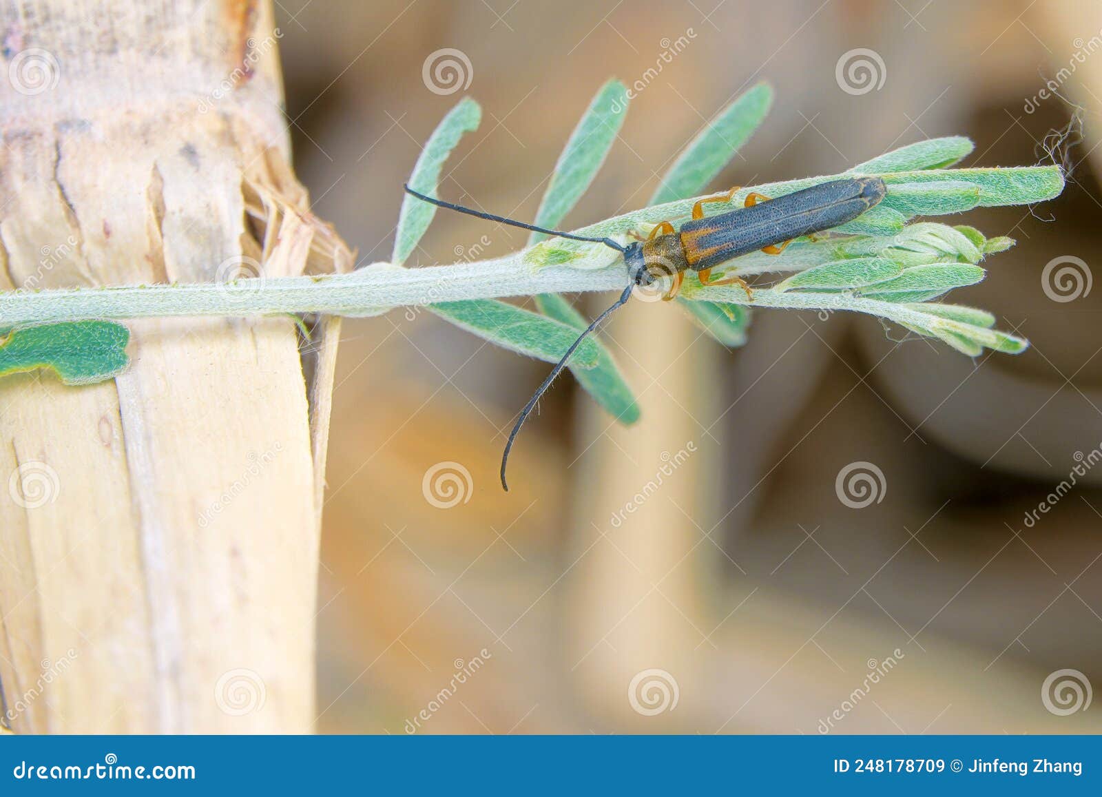 Longicorn stock image. Image of natural, beetle, animals - 248178709