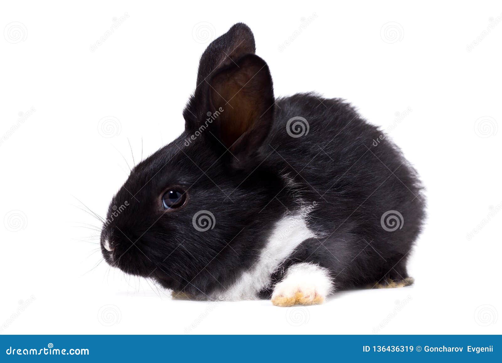 Black small rabbit isolate stock image. Image of mammal - 136436319