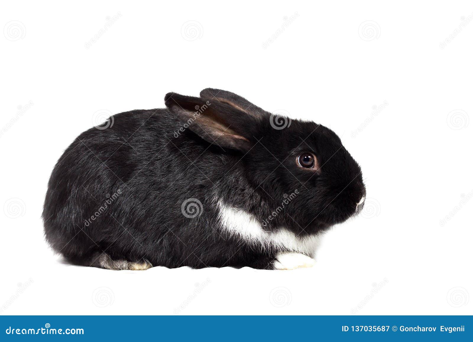 Black small rabbit isolate stock image. Image of little - 137035687