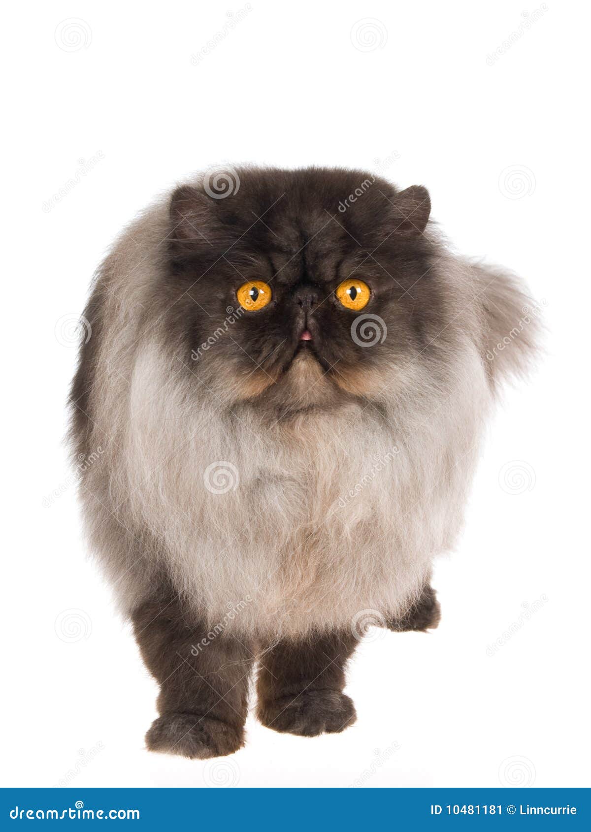 3,057 Persian Standing Photos - Free & Royalty-Free Stock Photos from ...