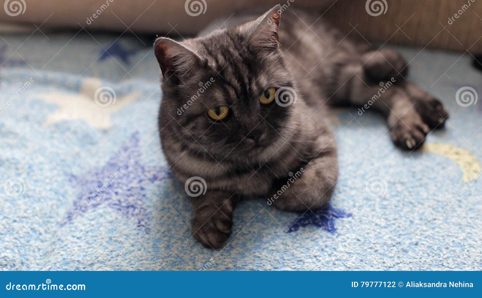 Black smoke tabby cat stock footage. Video of licking - 79777122