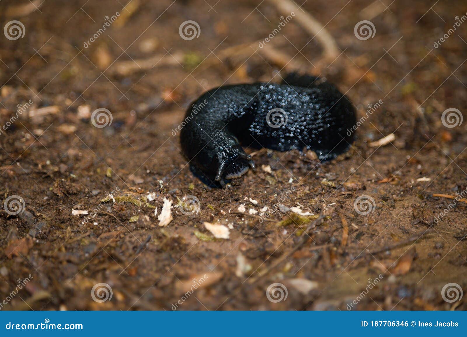 Black snail stock photo. Image of garden, black, slug - 187706346