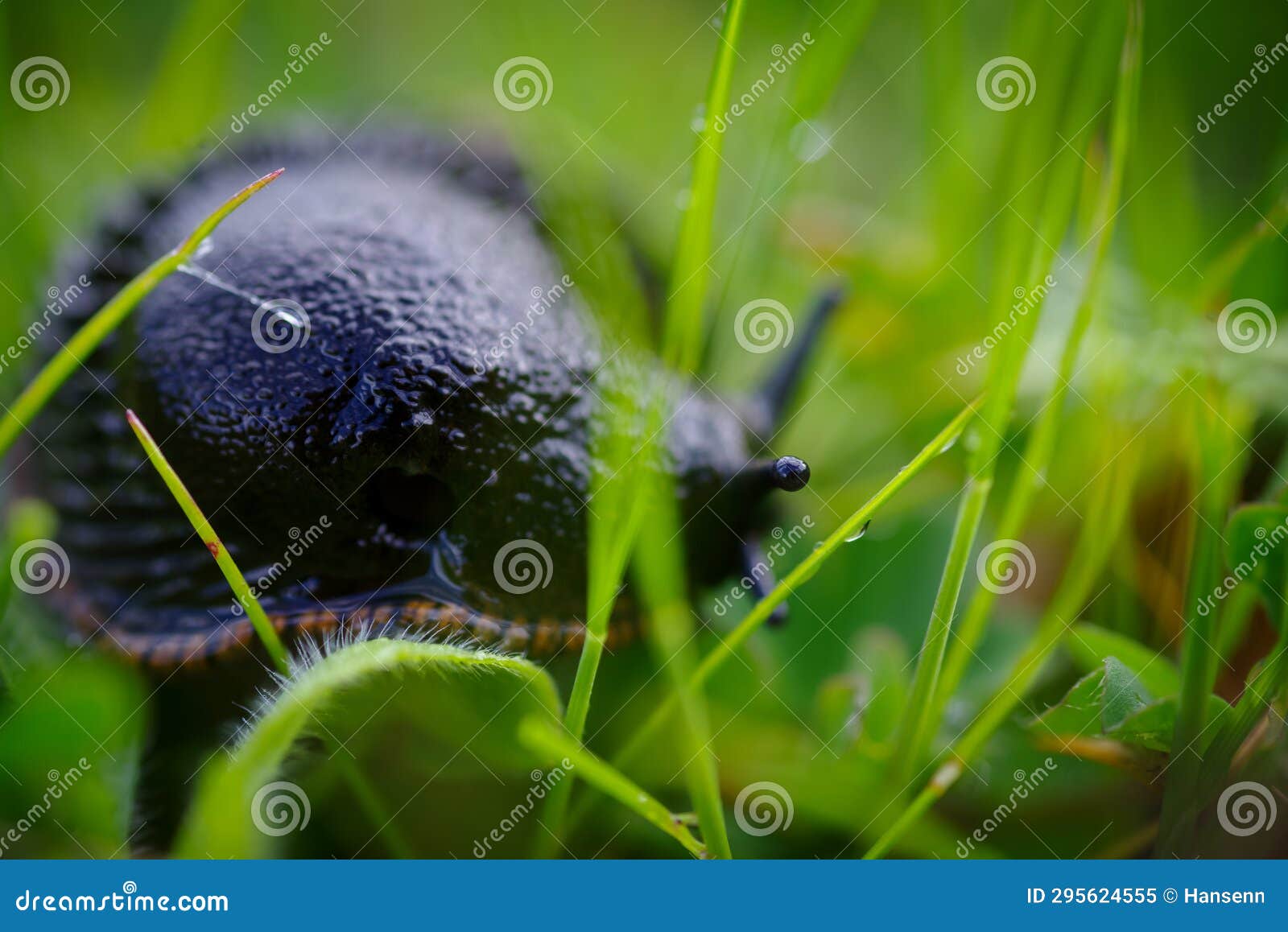 Black Snail On A Large Green Leaf Stock Photography | CartoonDealer.com ...