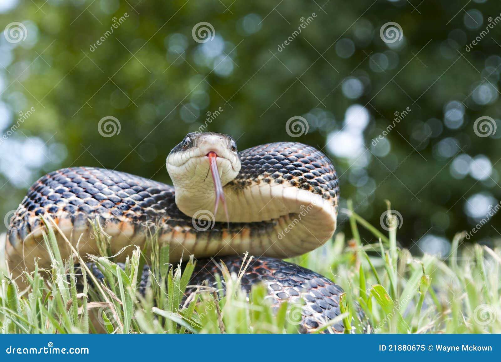 Black Snake stock image. Image of attack, hide, natural - 21880675
