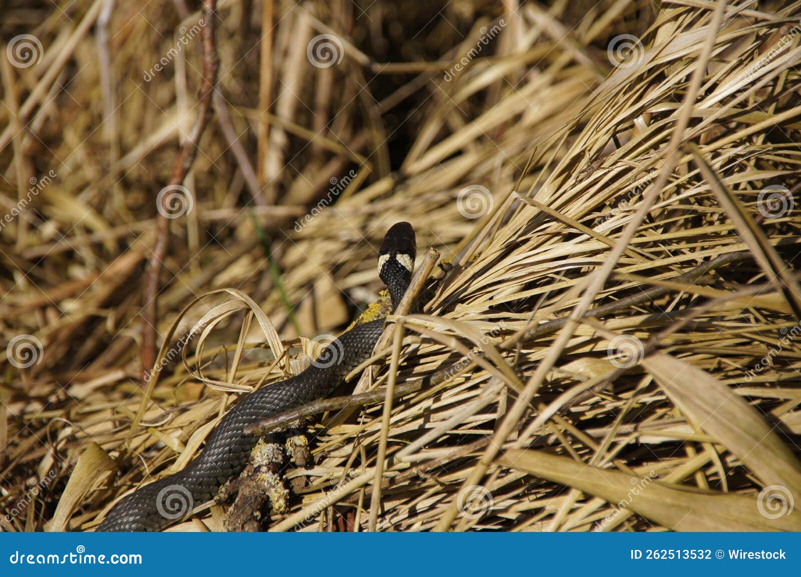 Black Snake Crawling on the Yellow Grass Stock Photo - Image of fear ...