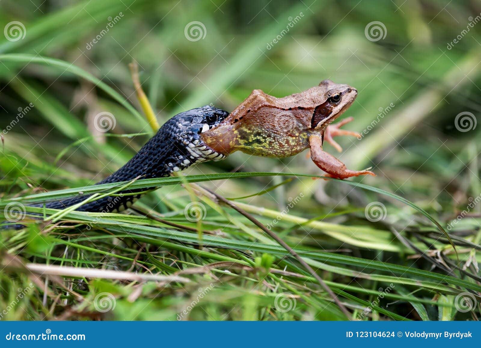 Snake eating big frog stock photo. Image of eating, background - 123104624