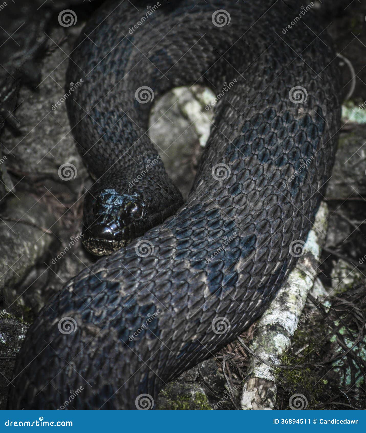 Black Snake stock image. Image of outdoors, danger, fear - 36894511