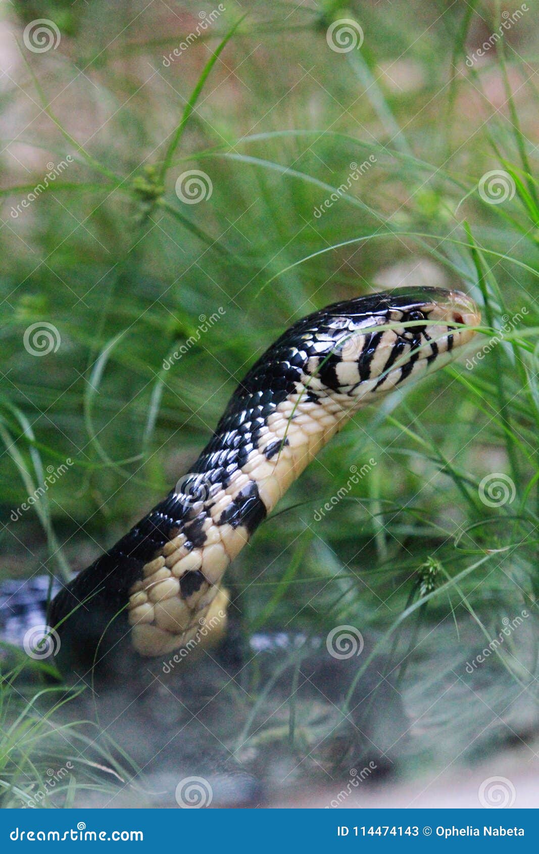 A Black at the Snake Park in Entebbe in Uganda Stock Image - Image of ...