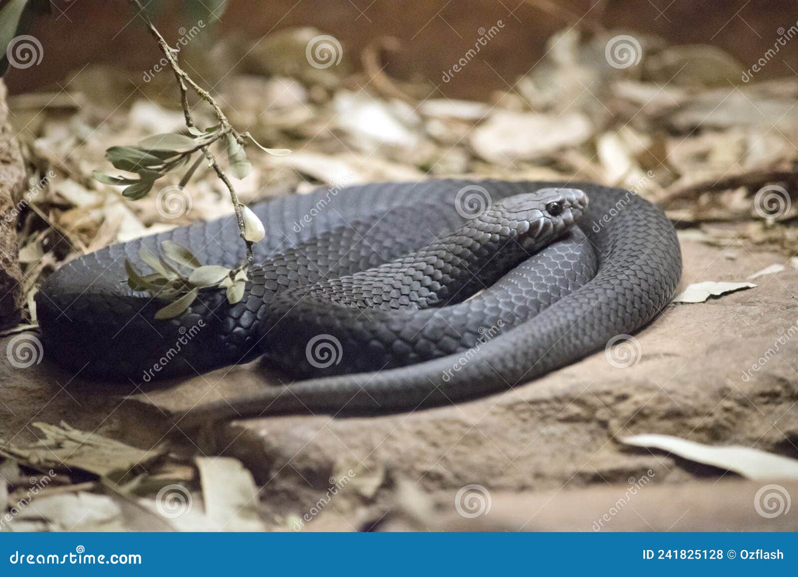 The Black Snake is Coiled Up Stock Photo - Image of tasmania, australia ...