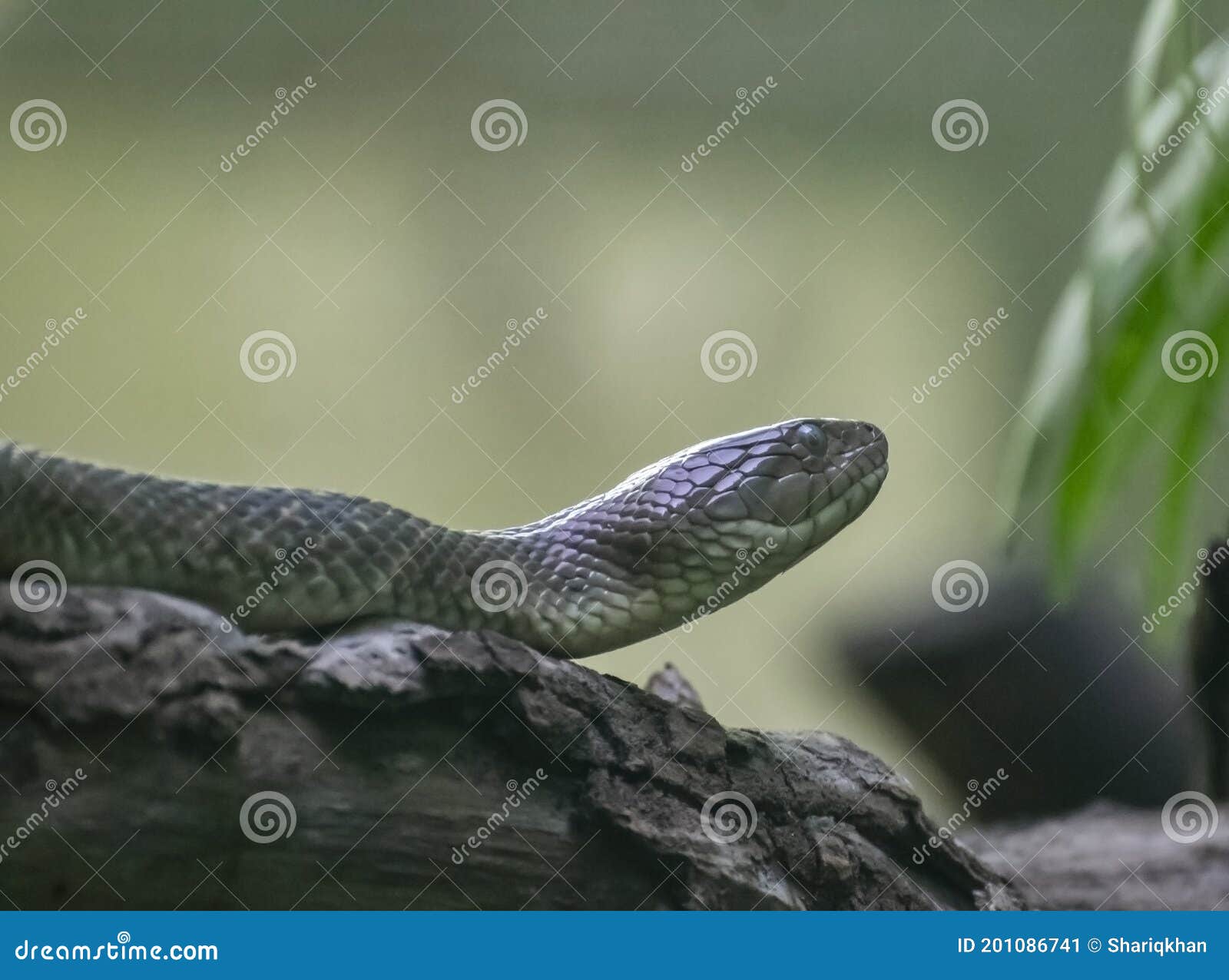 Black Snake Resting on the Tree Log Closeup Shot Stock Image - Image of ...