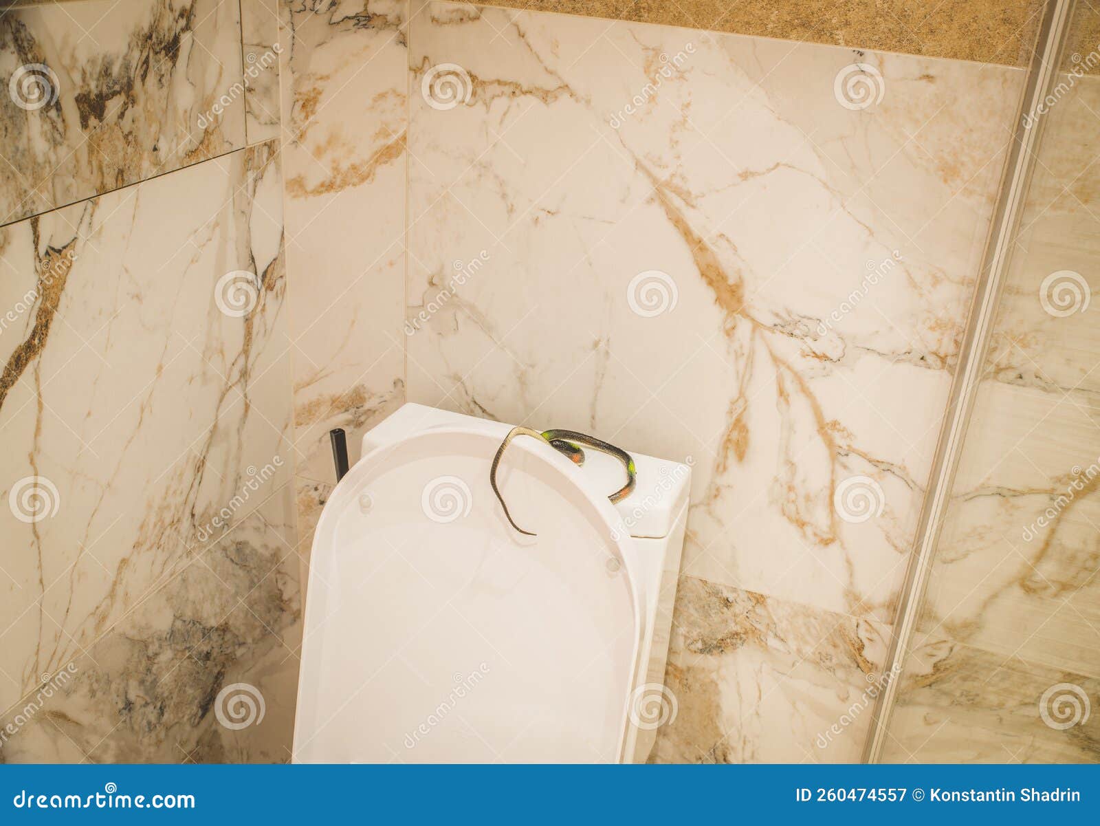 A Black Snake in a Restroom Creep into the Open Toilet Stock Image ...